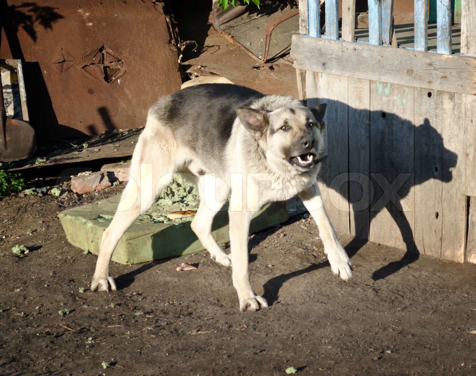 agressive dog | Stock image | Colourbox