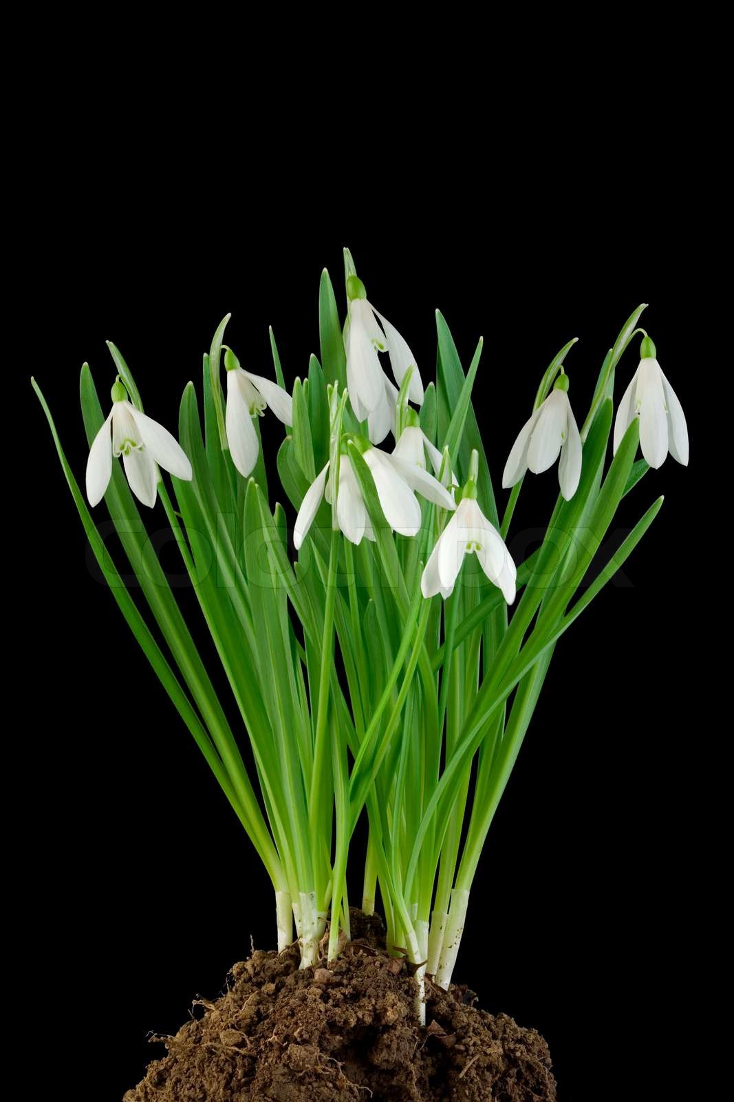 Snowdrop flowers Cut Out | Stock image | Colourbox