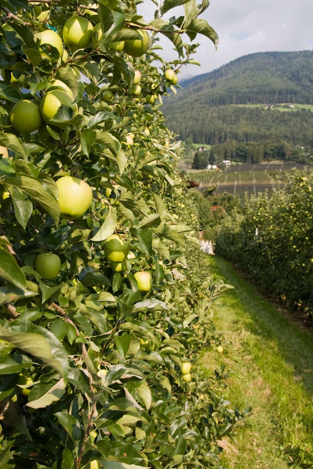 Apple orchard in south Tyrol | Stock image | Colourbox