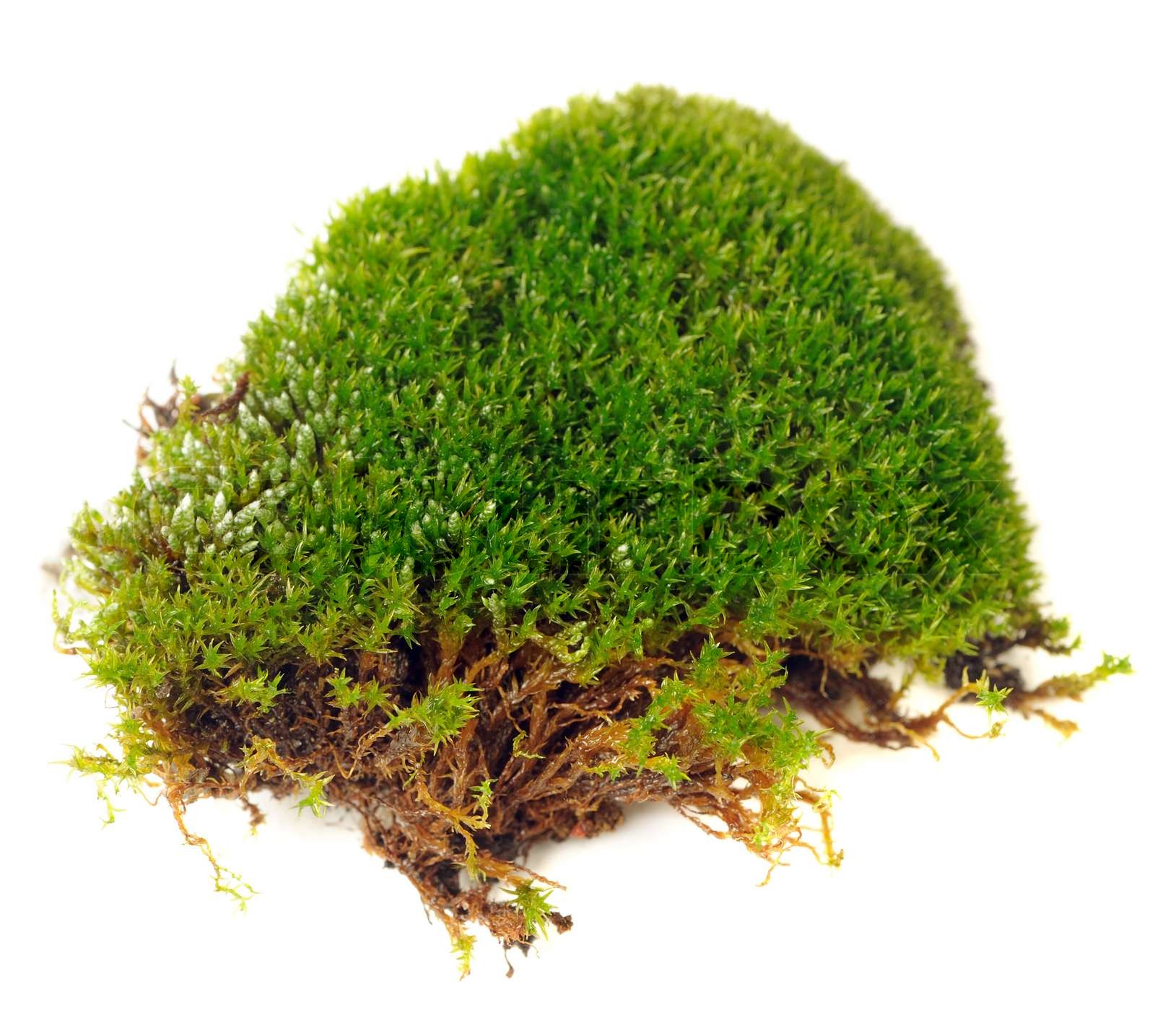 Clump of Moss Close-Up Isolated on White Background | Stock image ...