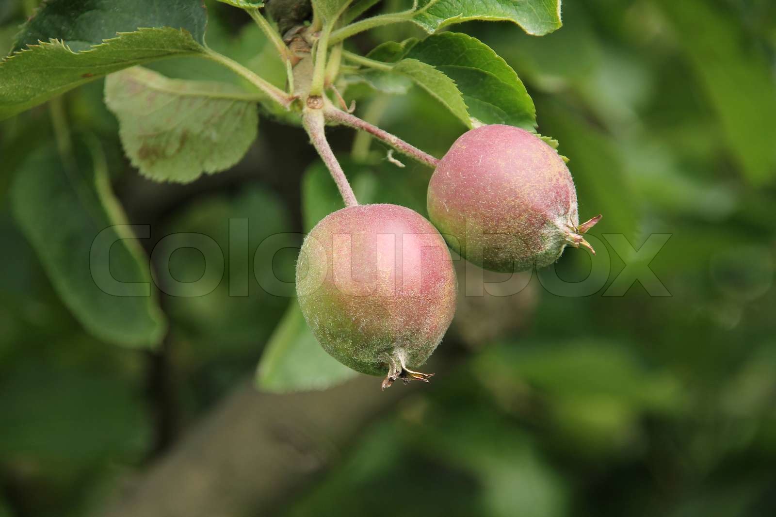 zwei kleine Äpfel wachsen auf dem Ast vom Apfelbaum im Obstgarten auf ...