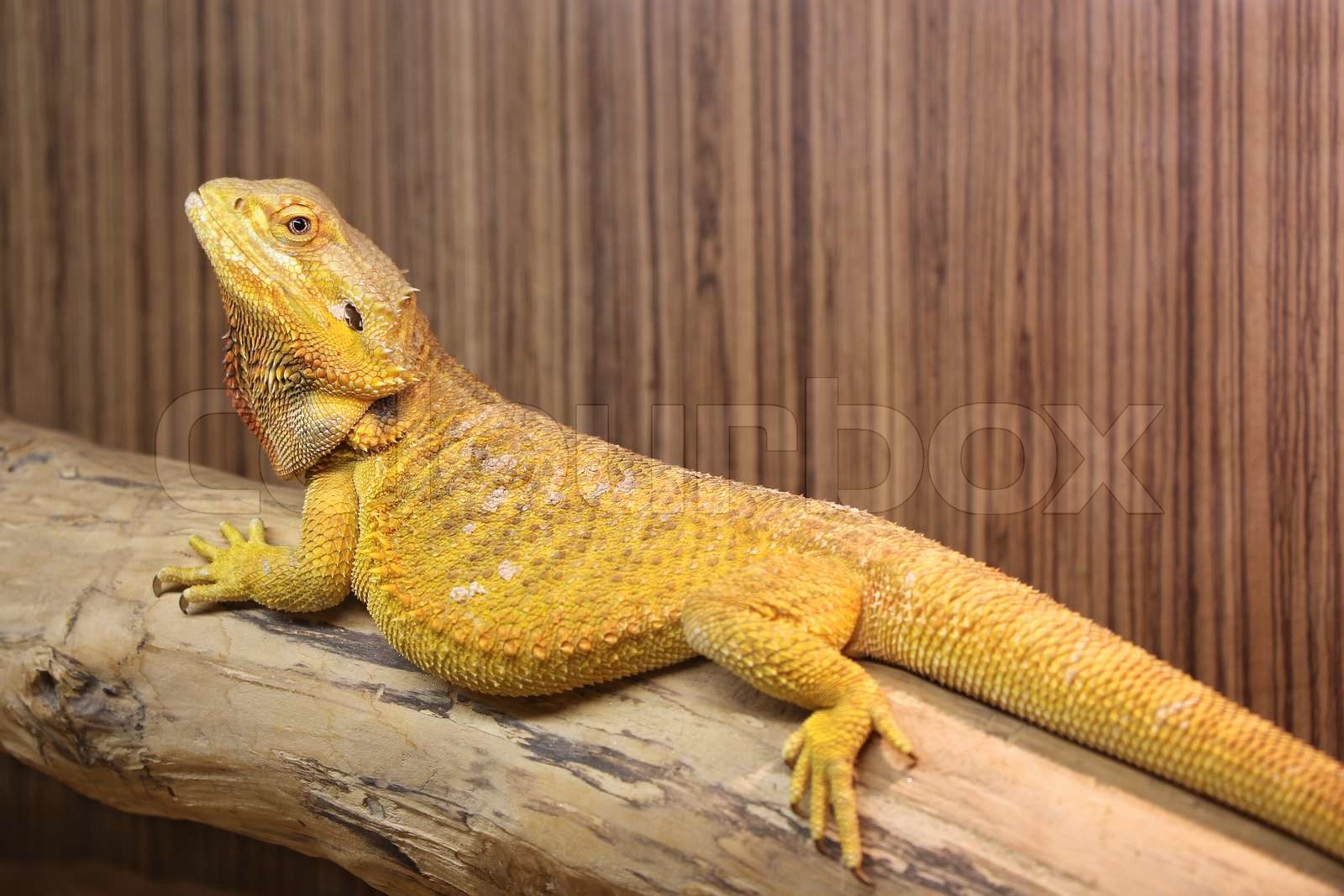 Yellow Bearded Dragon | Stock image | Colourbox