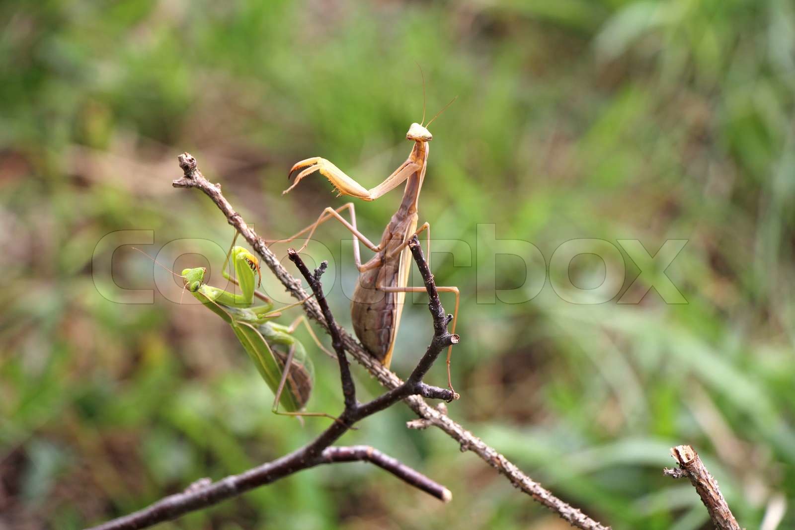 Two Praying mantis | Stock image | Colourbox