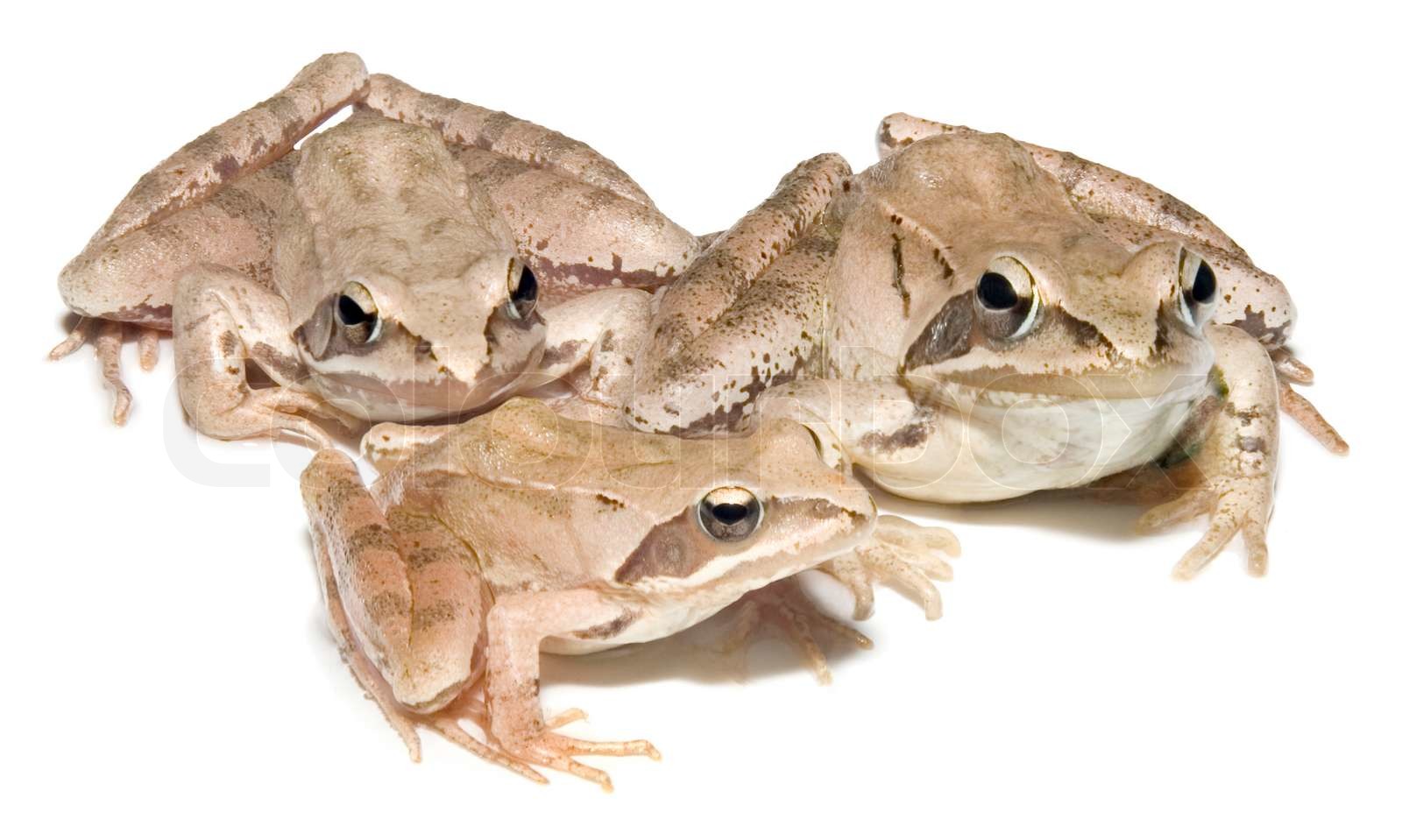 Three Frogs | Stock image | Colourbox