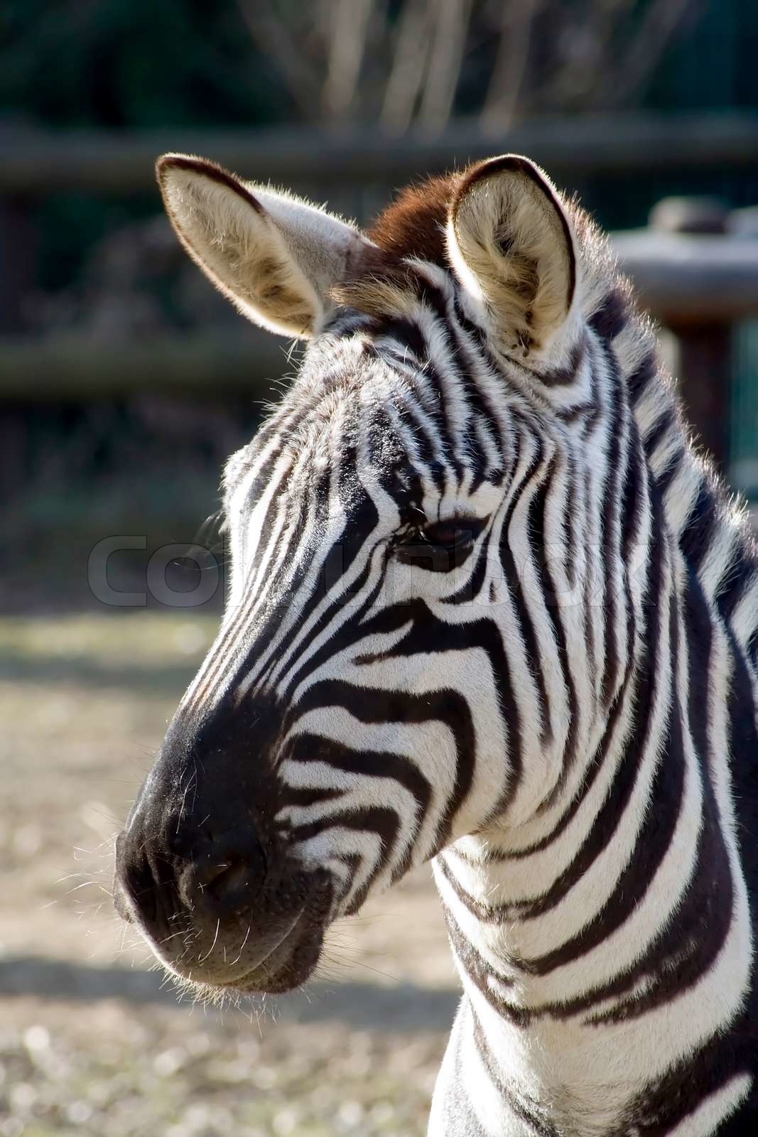 Zebra | Stock image | Colourbox