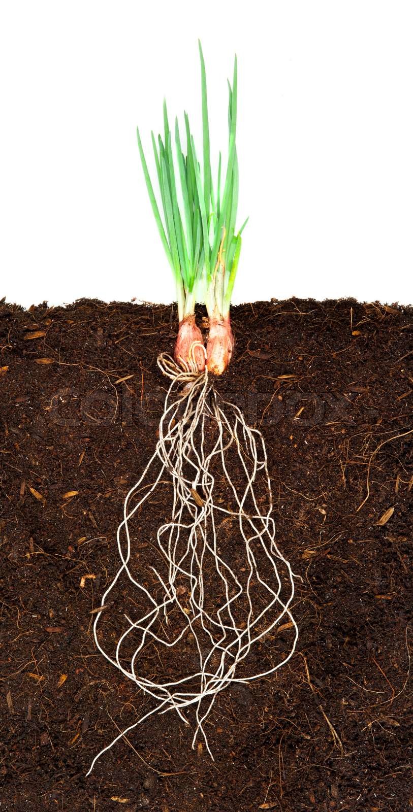 Onion Growing plant with underground root visible | Stock image | Colourbox