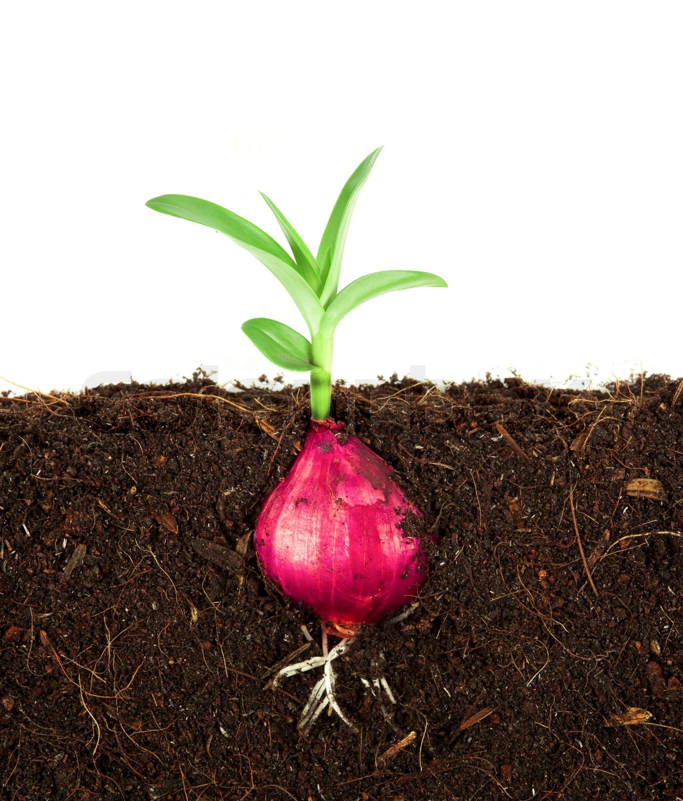 Spring onions in soil | Stock image | Colourbox