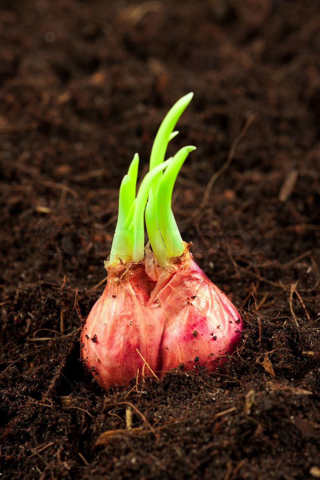 Spring onions in soil | Stock image | Colourbox