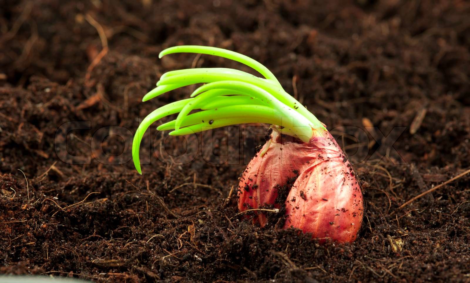 Spring onions in soil | Stock image | Colourbox