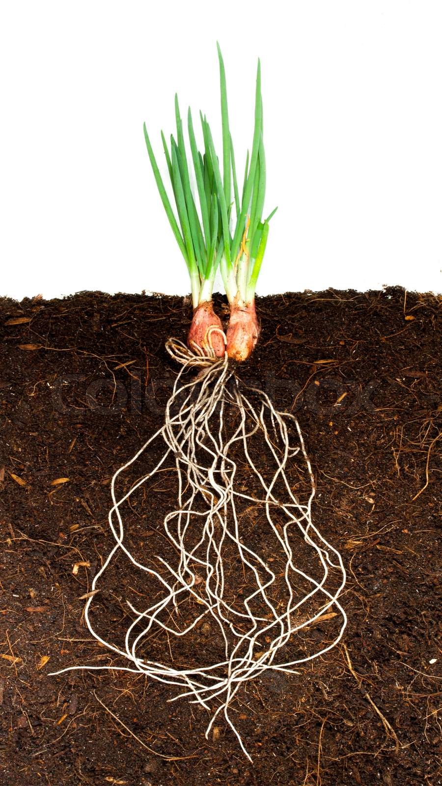 Onion Growing plant with underground root visible | Stock image | Colourbox