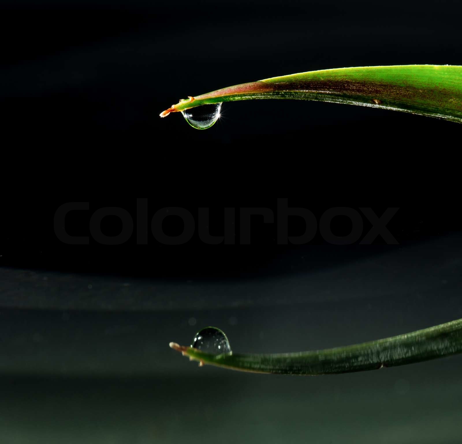 water drops falling down from green leaf | Stock image | Colourbox