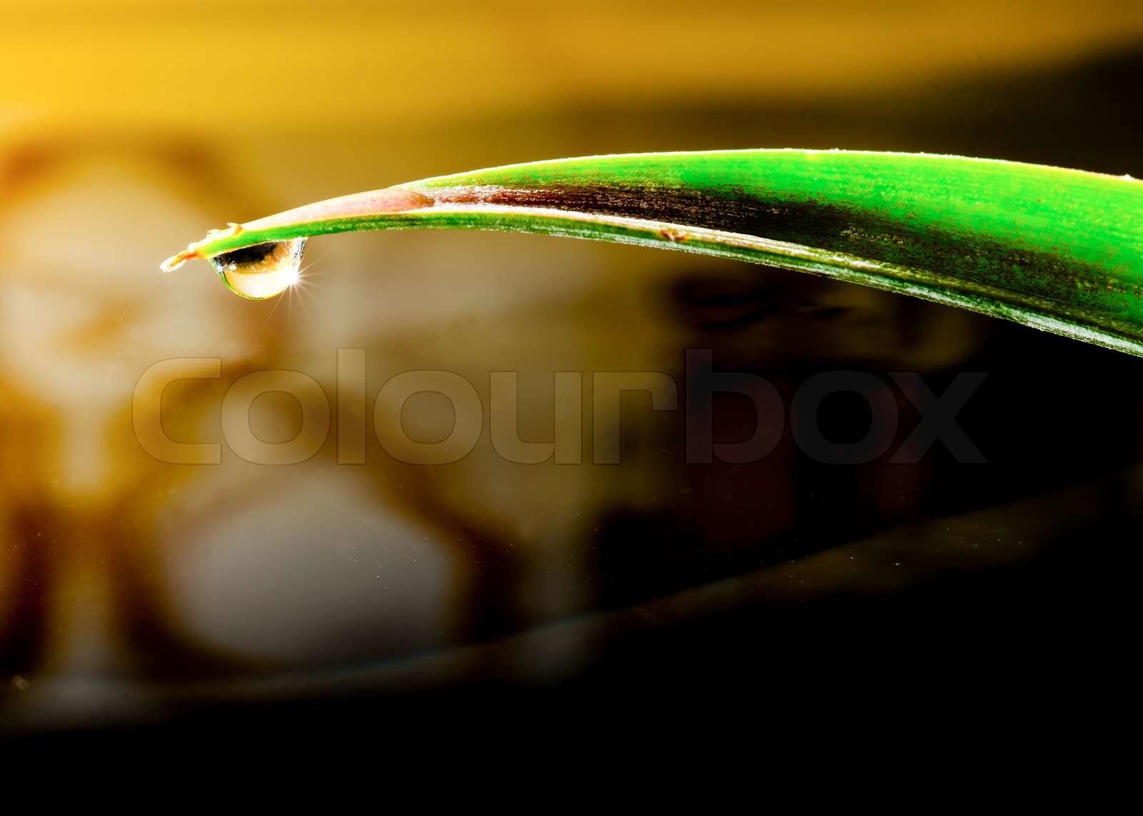 water drops falling down from green leaf | Stock image | Colourbox