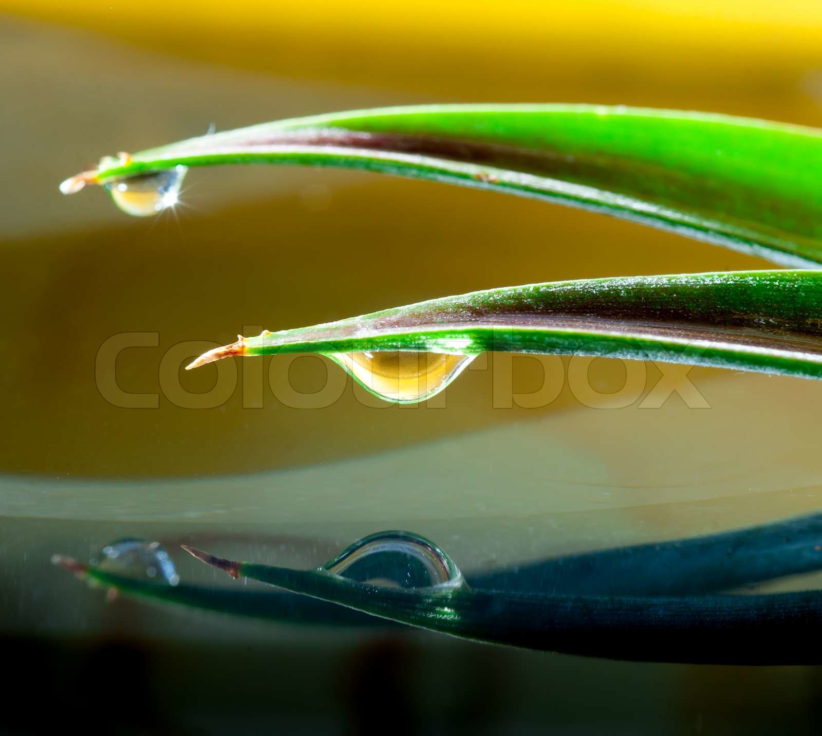 water drops falling down from green leaf | Stock image | Colourbox