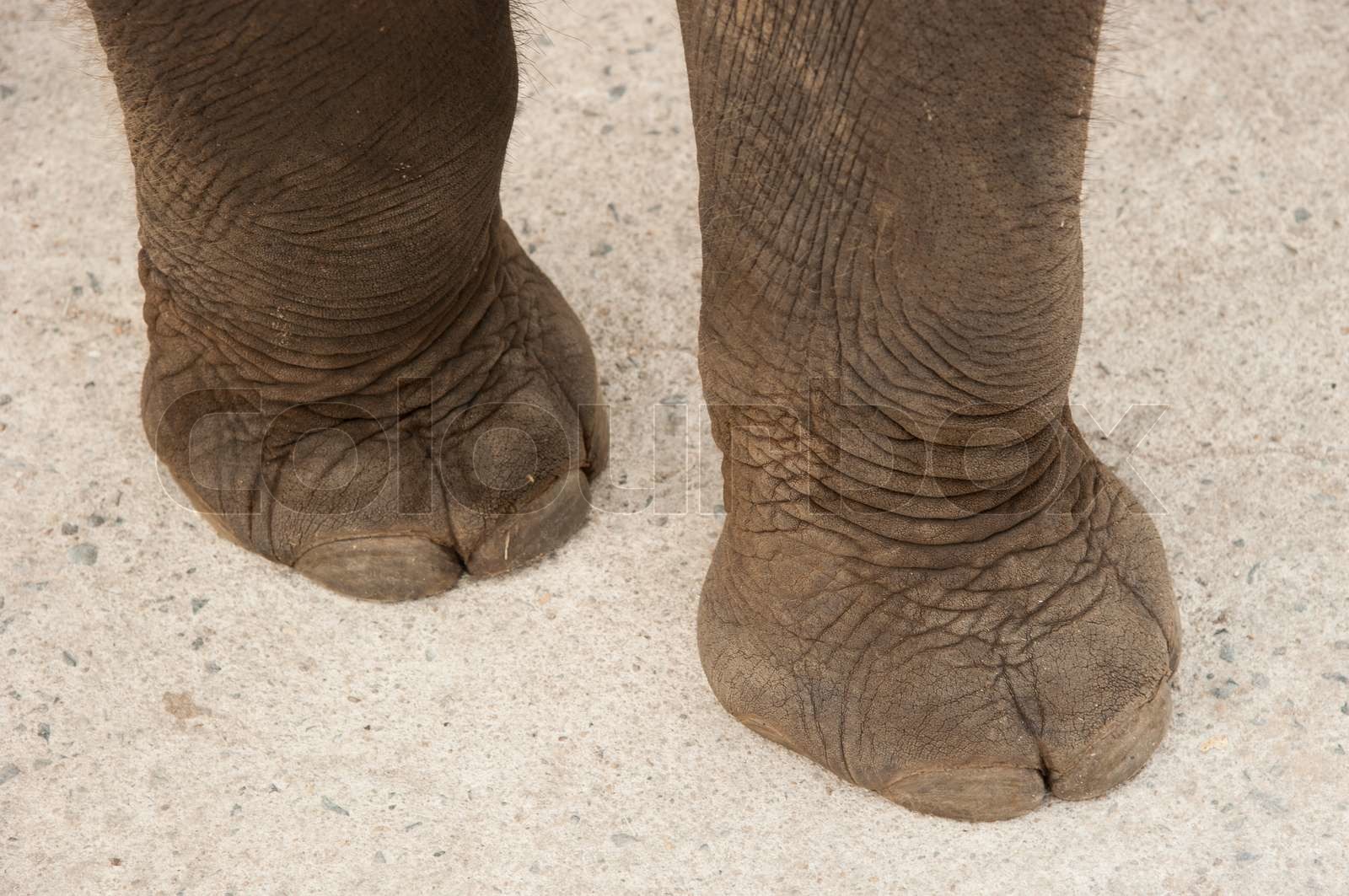 Elephant legs | Stock image | Colourbox
