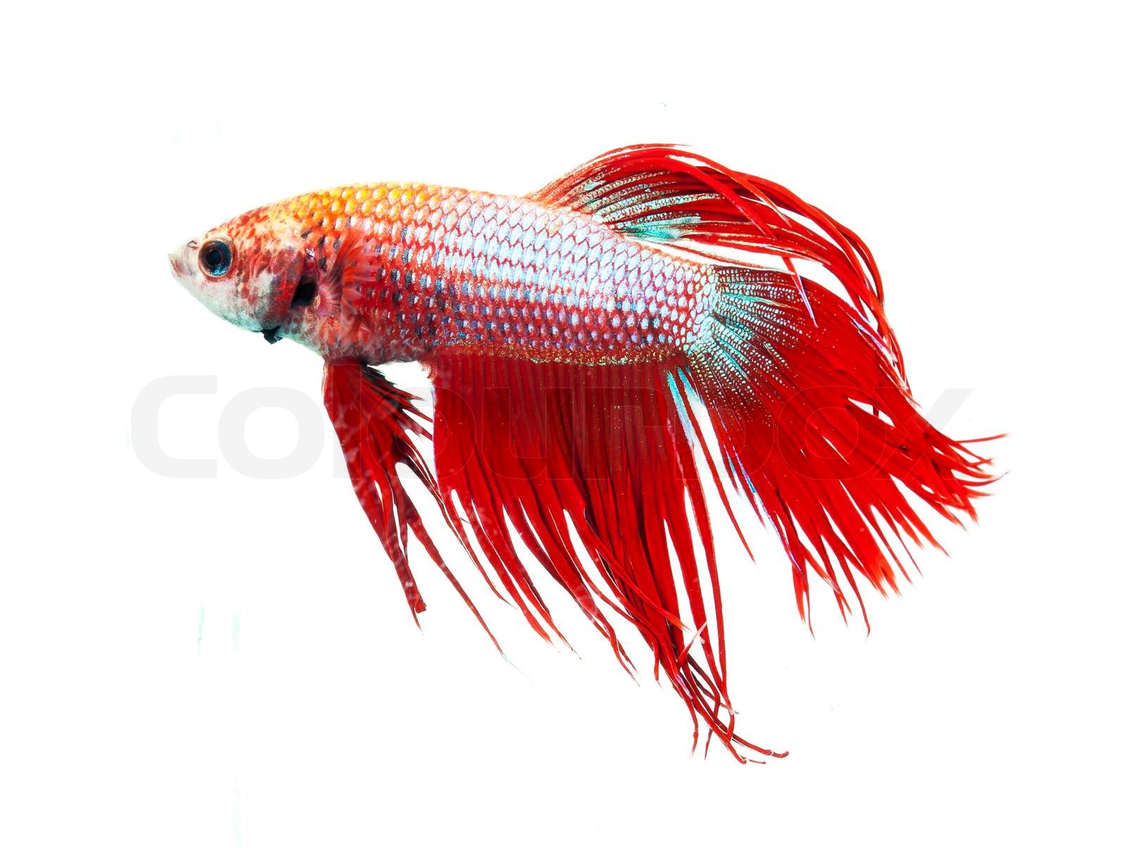 Red crown tail siamese fighting fish, betta splendens. | Stock image ...