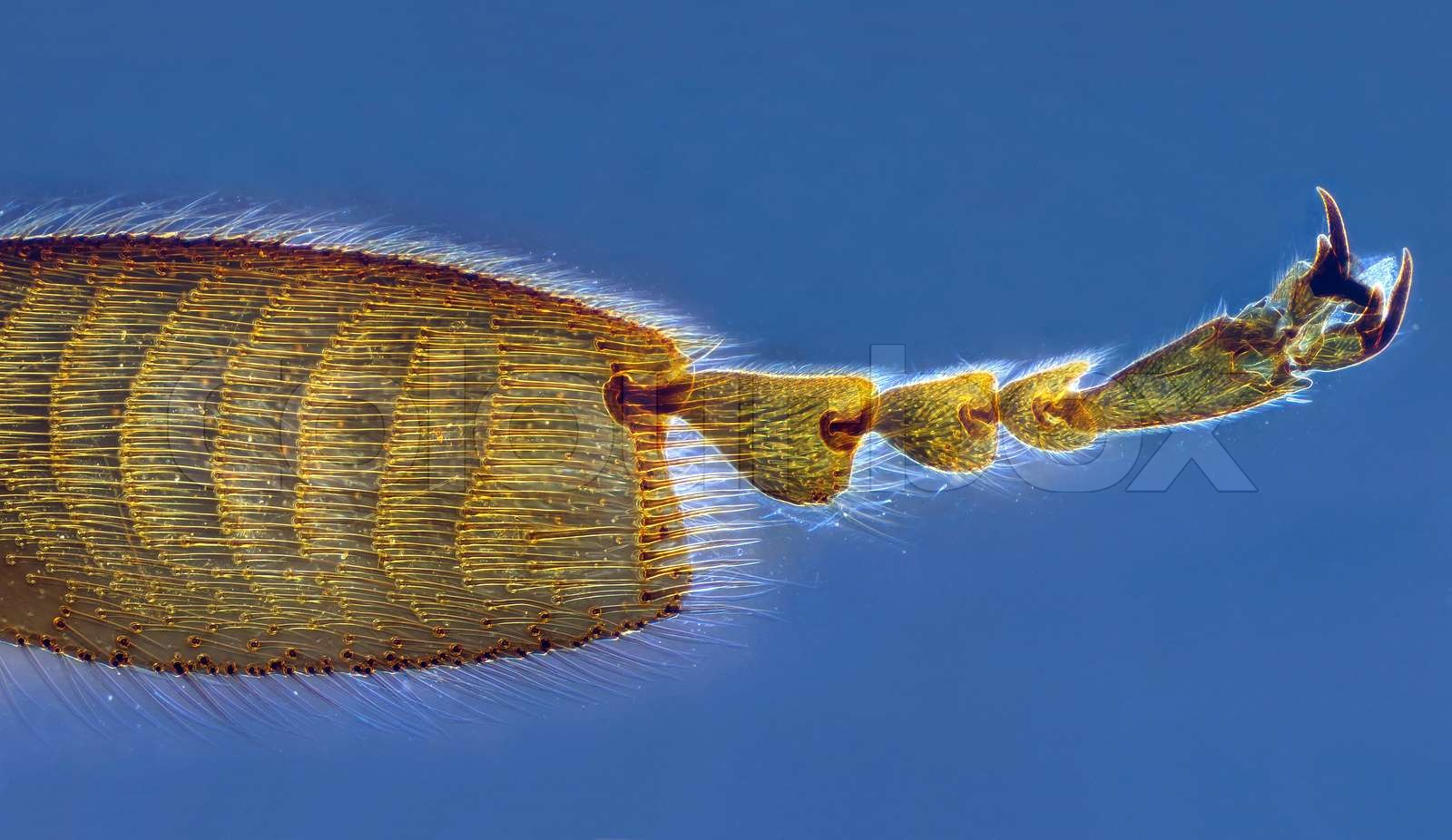 Bee leg | Stock image | Colourbox