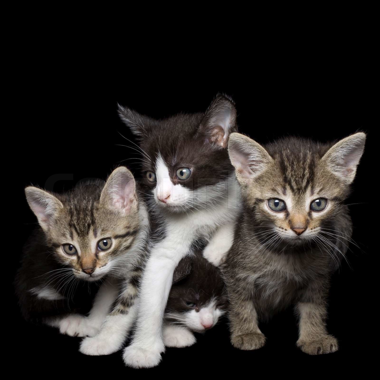 vier junge Katzen | Stock Bild | Colourbox
