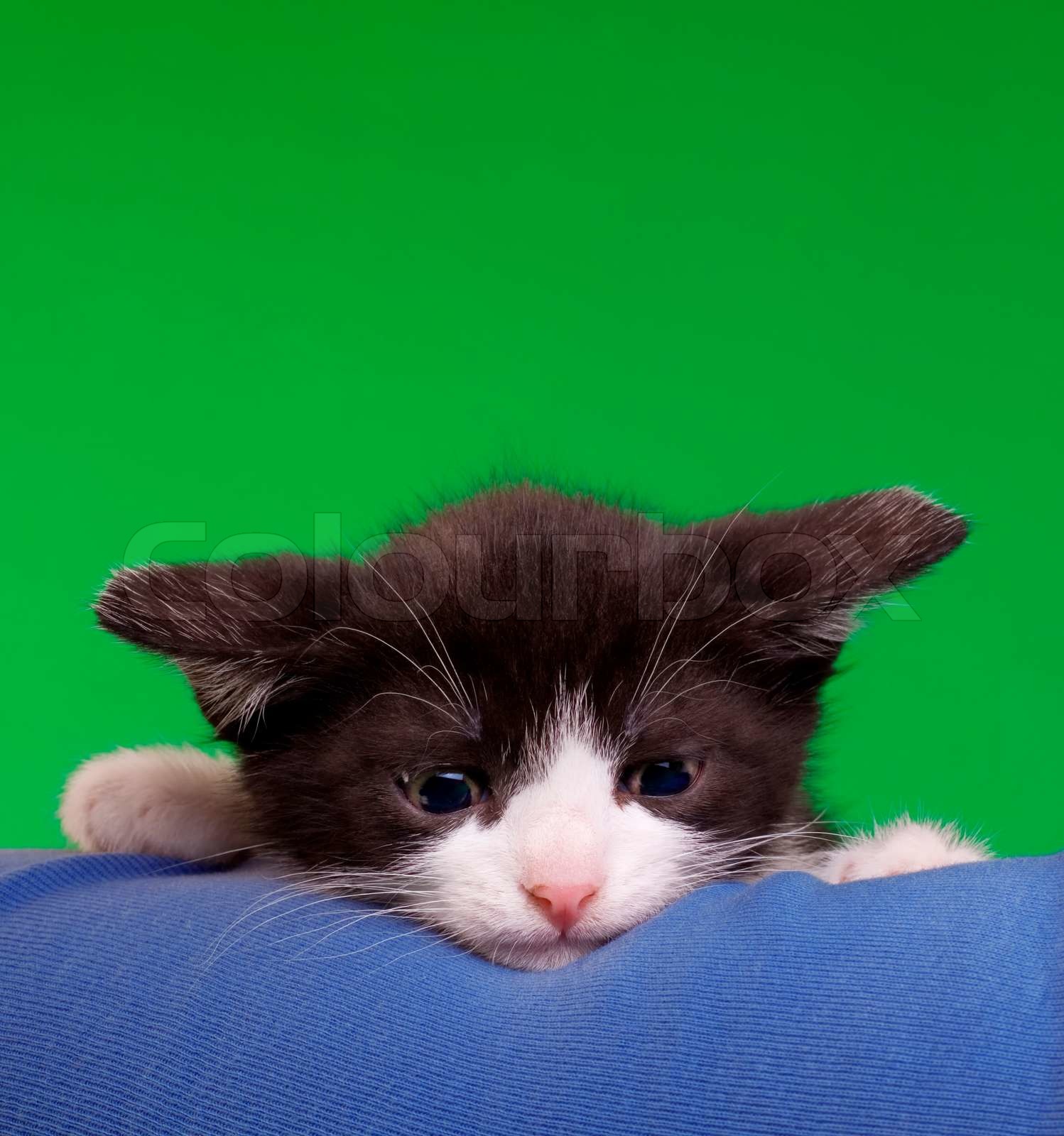 Gremlin Cat Cut Out | Stock image | Colourbox