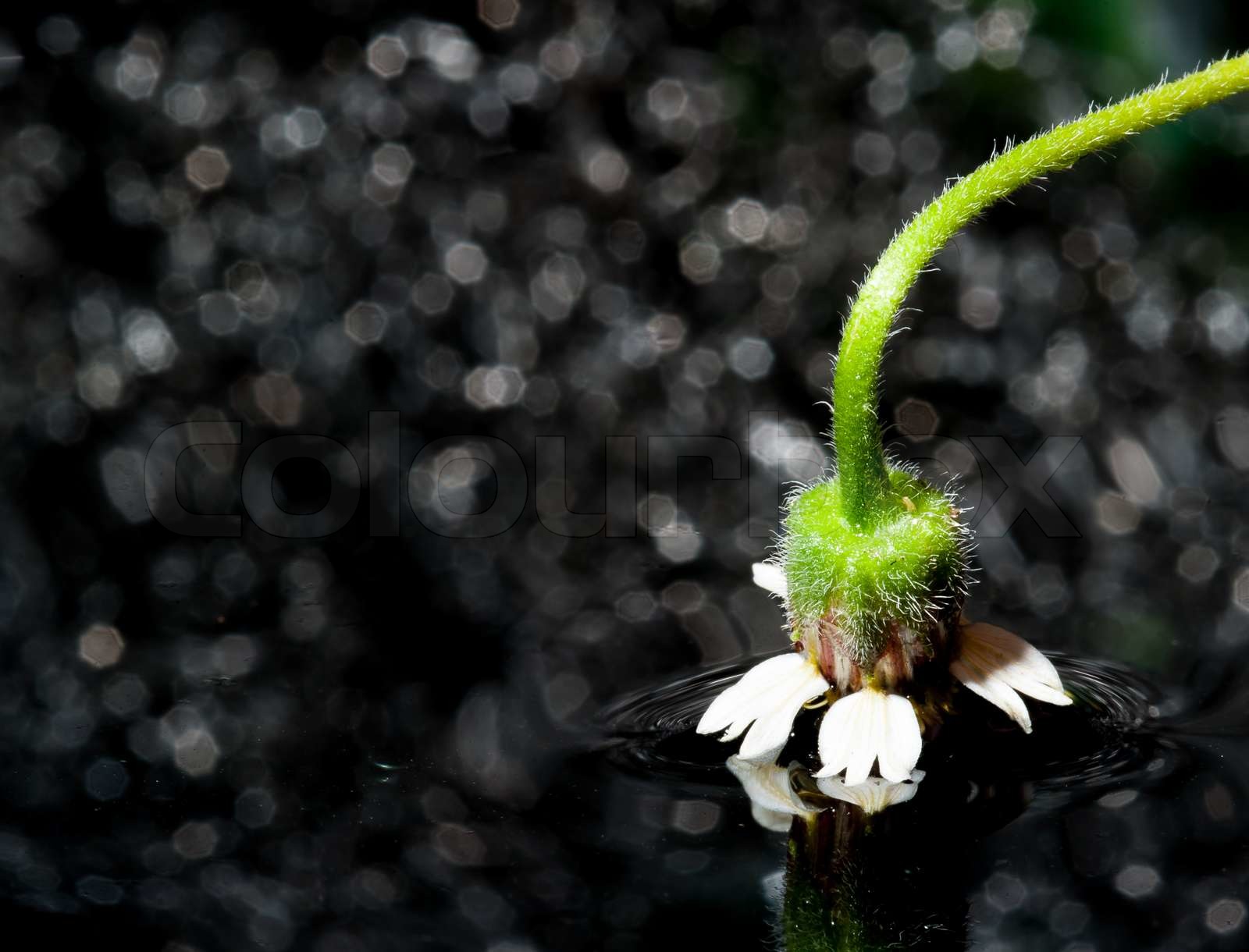 White Flower reflecting in water | Stock image | Colourbox