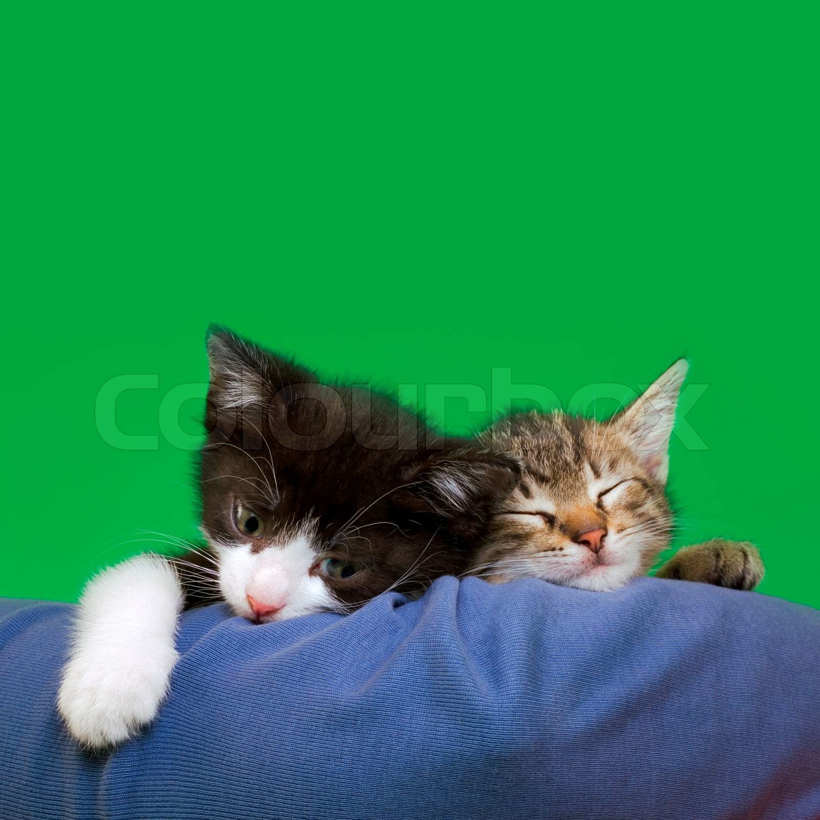 Two Domestic Cats Stock Image Colourbox two-domestic-cats-stock-image-colourbox