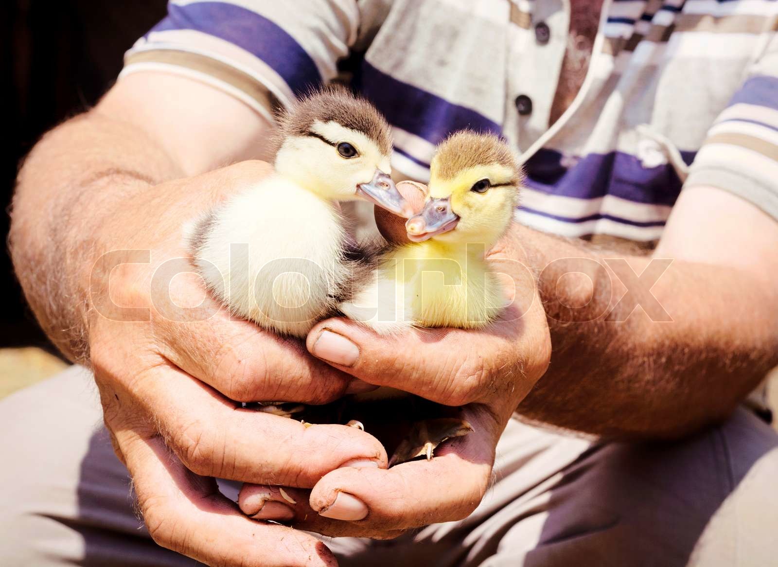 weiße und gelbe Ente | Stock Bild | Colourbox