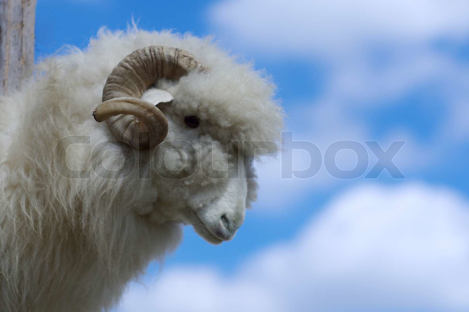 Rams head | Stock foto | Colourbox