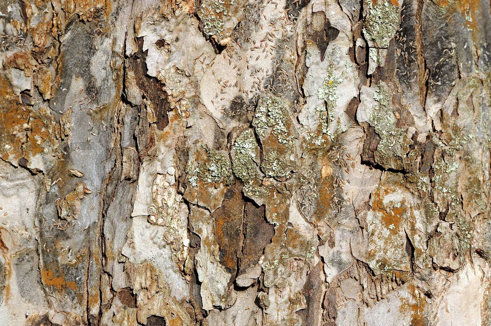 Apfel-Baum-Rinde-Textur | Stock Bild | Colourbox