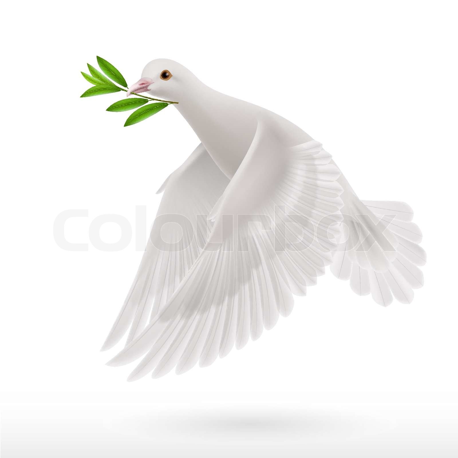 Fly dove | Stock vector | Colourbox