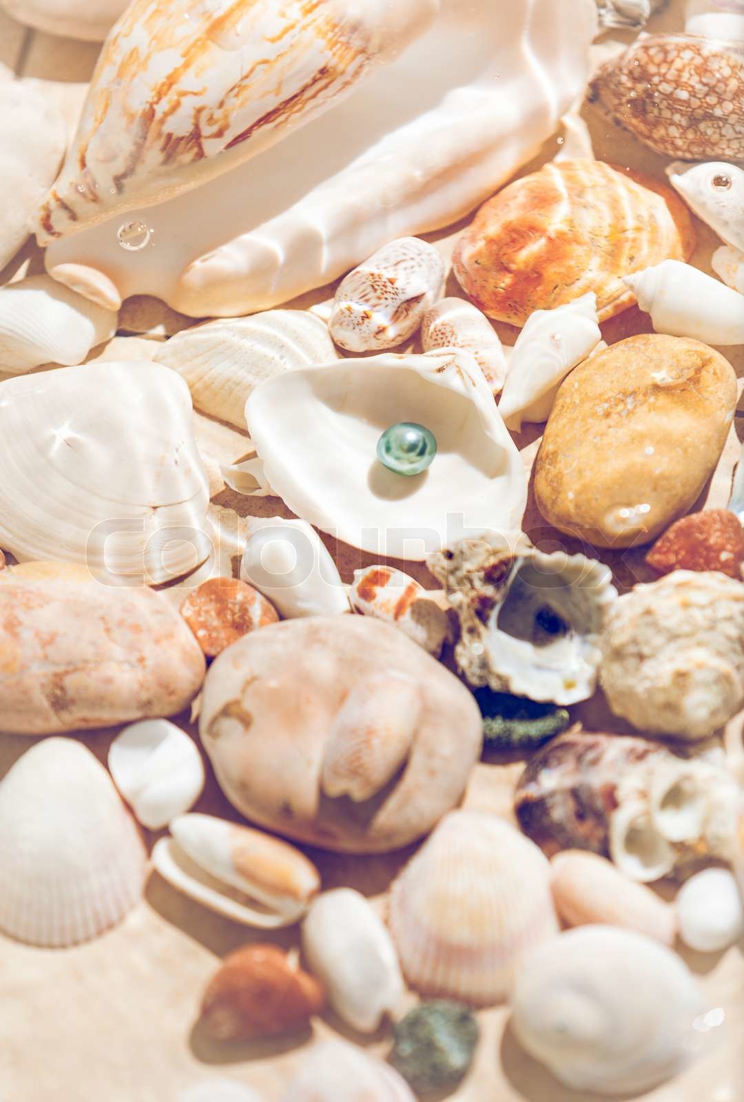 photo of black pearl in big shell | Stock image | Colourbox