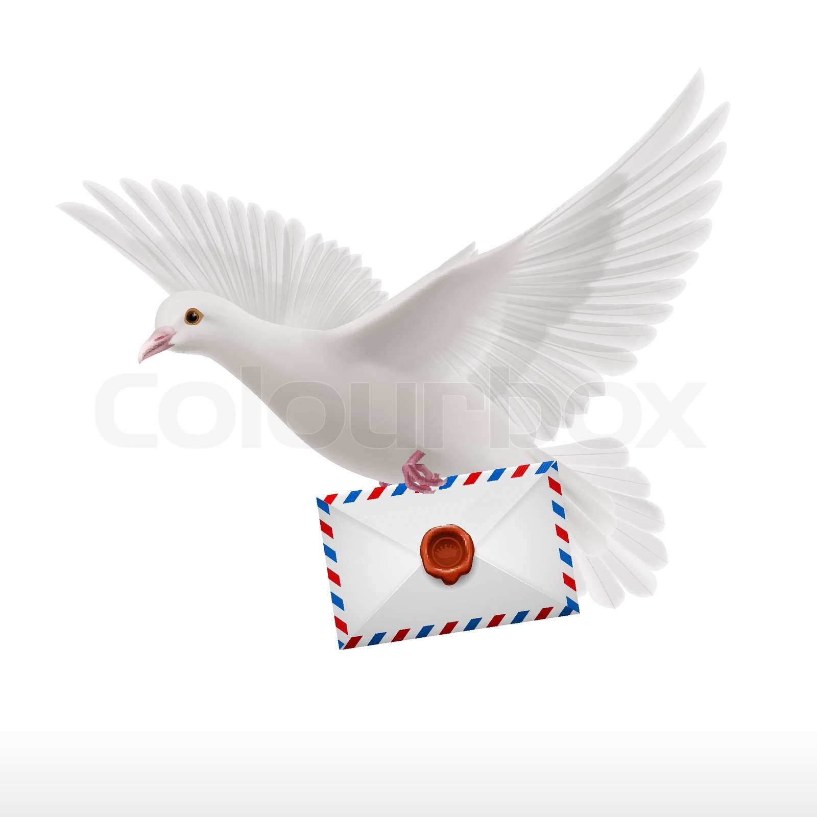 hvid, due, tegning | Stock vektor | Colourbox