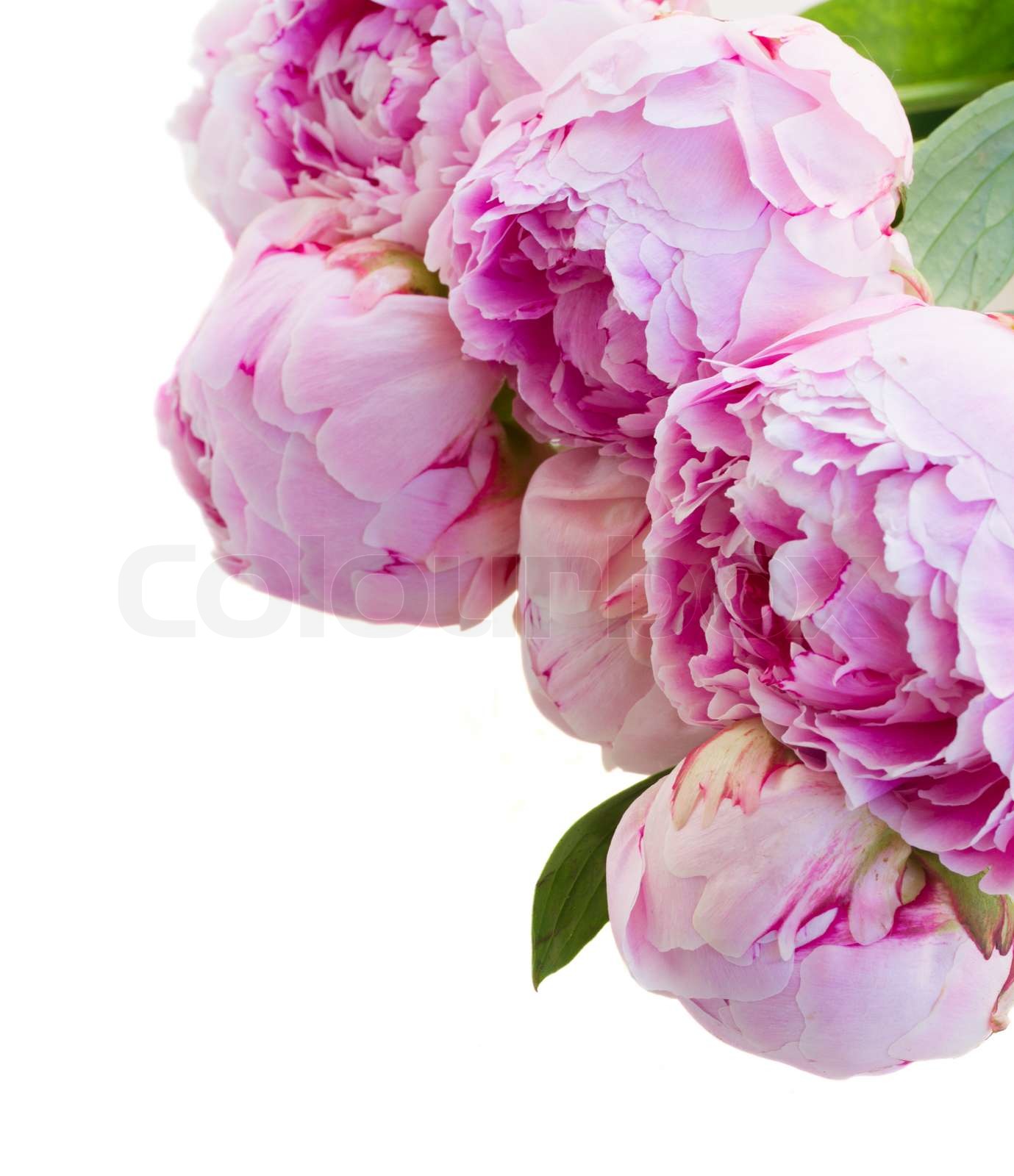 border of pink peonies | Stock image | Colourbox
