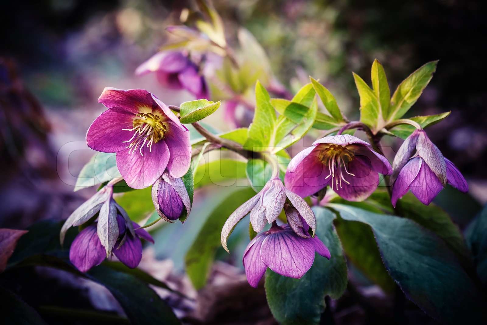 jul, rose, helleborus | Stock foto | Colourbox