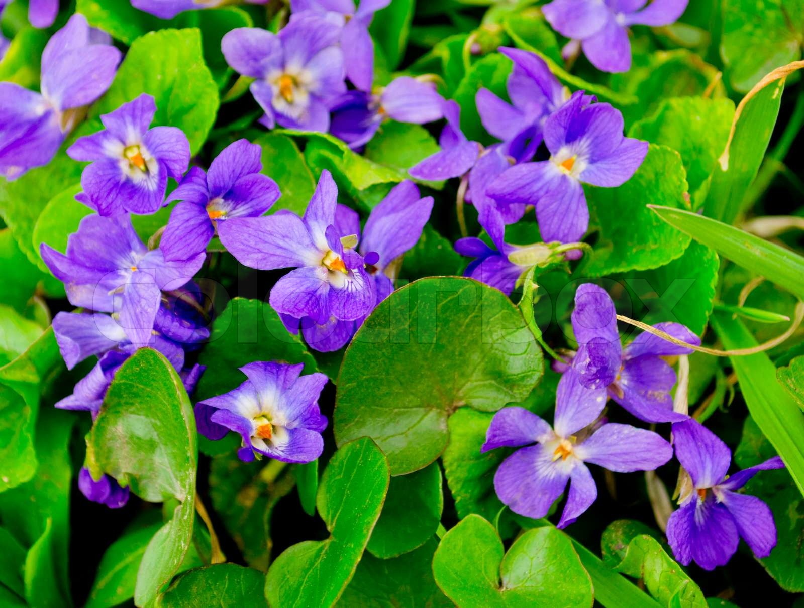 Wald-Veilchen | Stock Bild | Colourbox