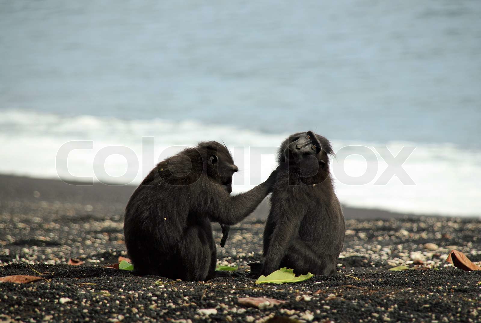 Black Macaques | Stock image | Colourbox