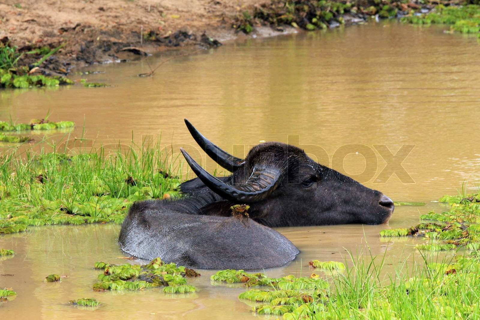 Water Buffalo | Stock image | Colourbox