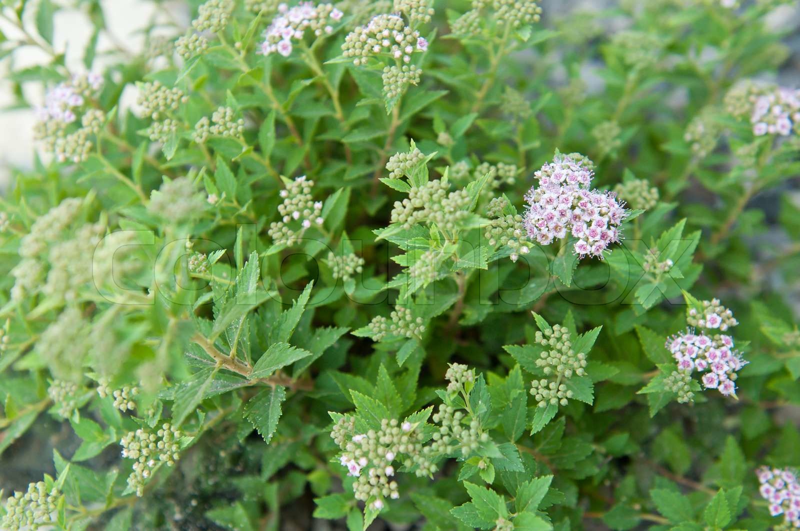 Spiraea japonica Japanese Dwarf | Stock image | Colourbox