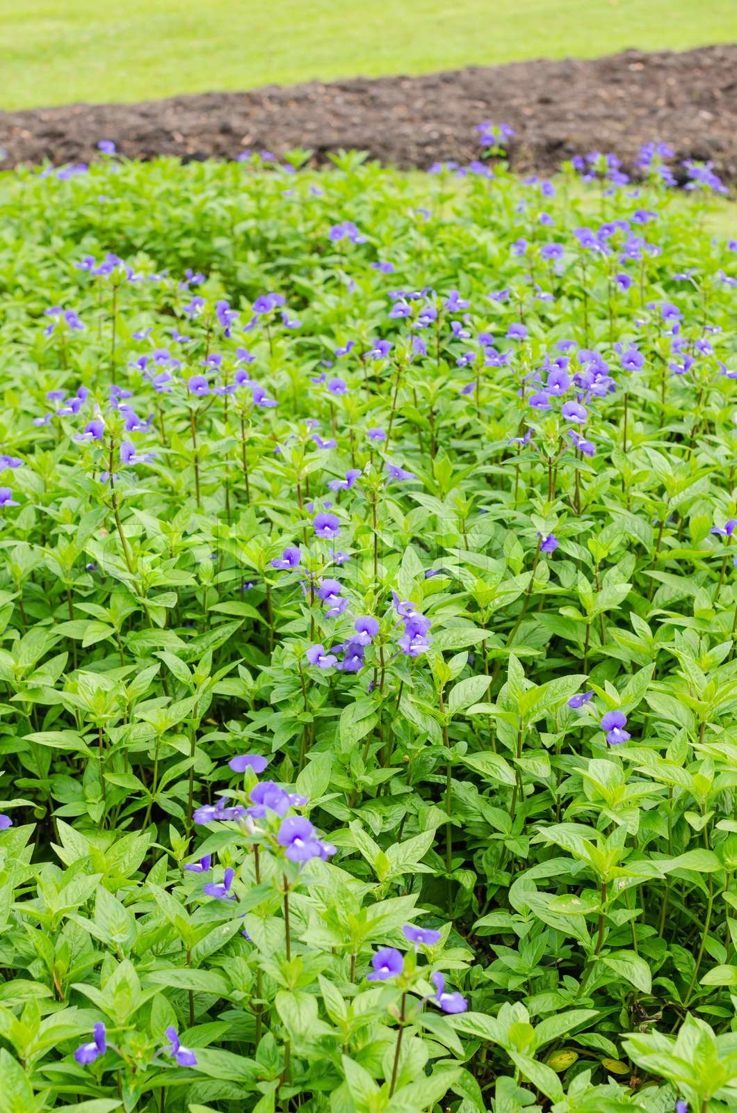 violets flowers field | Stock image | Colourbox
