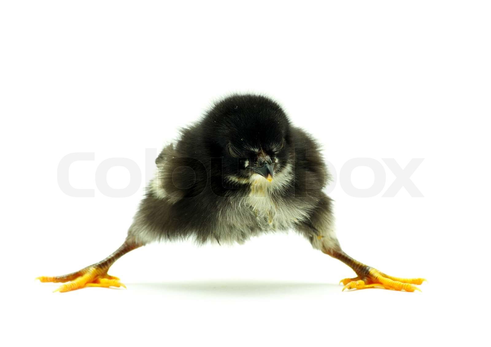 Baby-Huhn | Stock Bild | Colourbox
