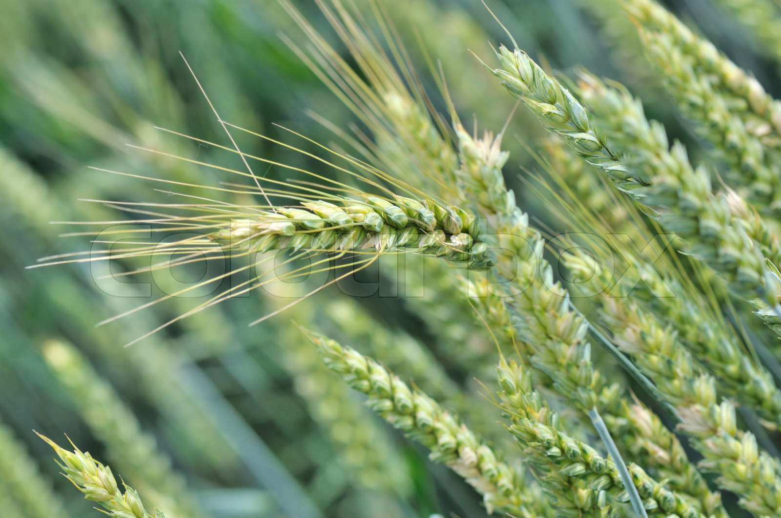 Reife Gerste | Stock Bild | Colourbox