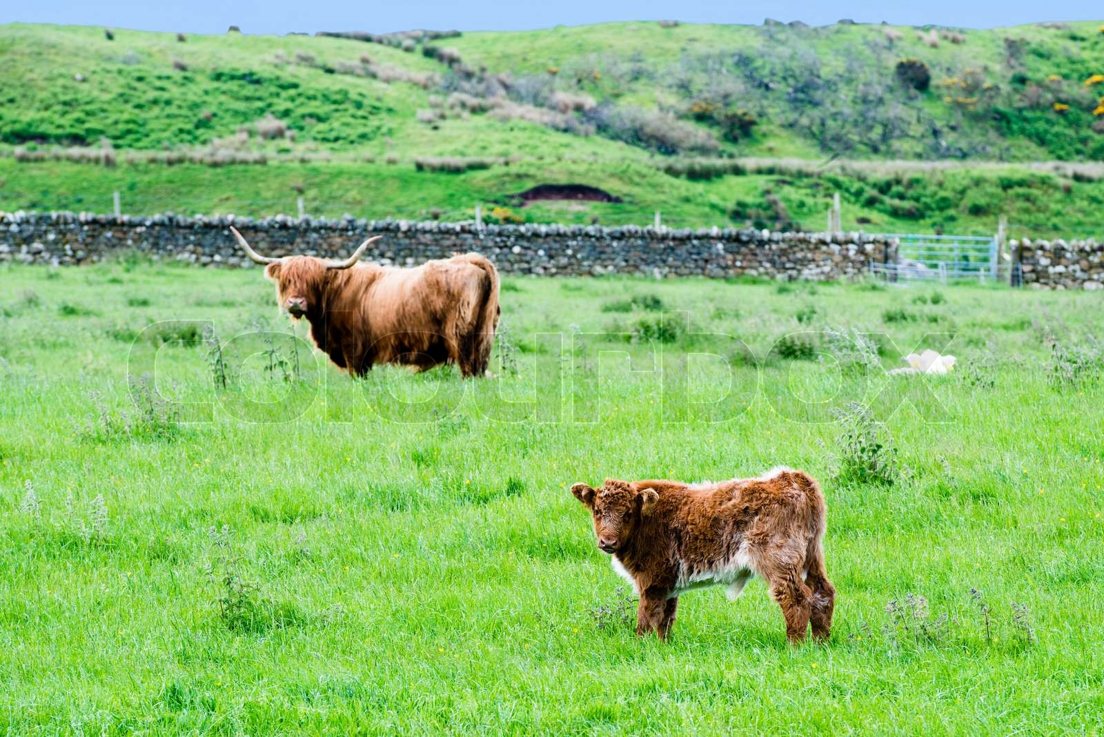 schottischer Highland Rinder | Stock Bild | Colourbox