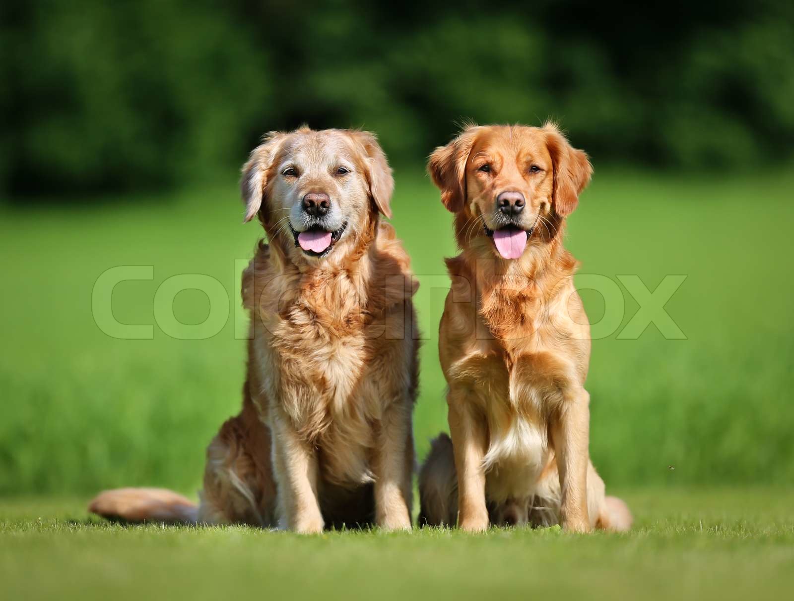 Two golden retriever dogs | Stock image | Colourbox
