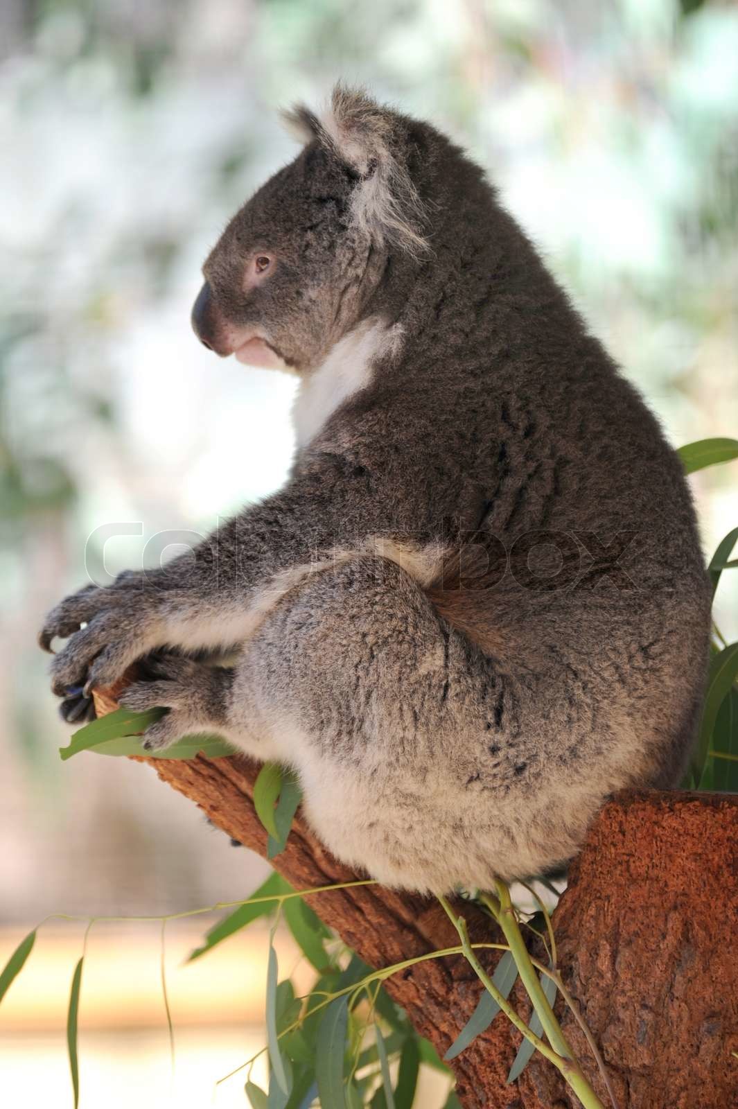 Koala | Stock image | Colourbox