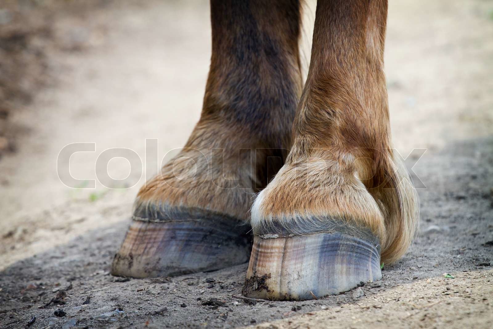 Detail of rear hooves horse | Stock image | Colourbox