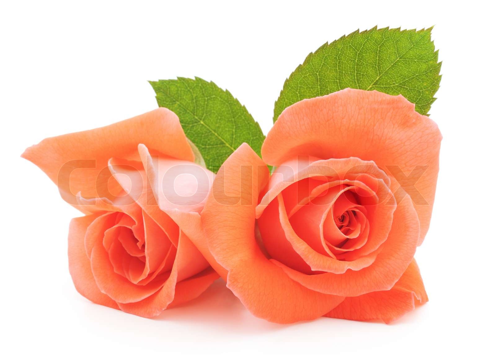 Orange Rosen | Stock Bild | Colourbox