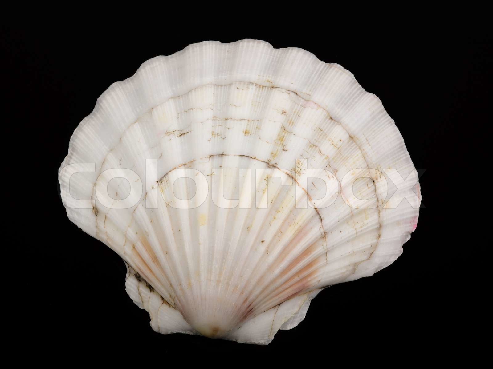 shellfish | Stock image | Colourbox