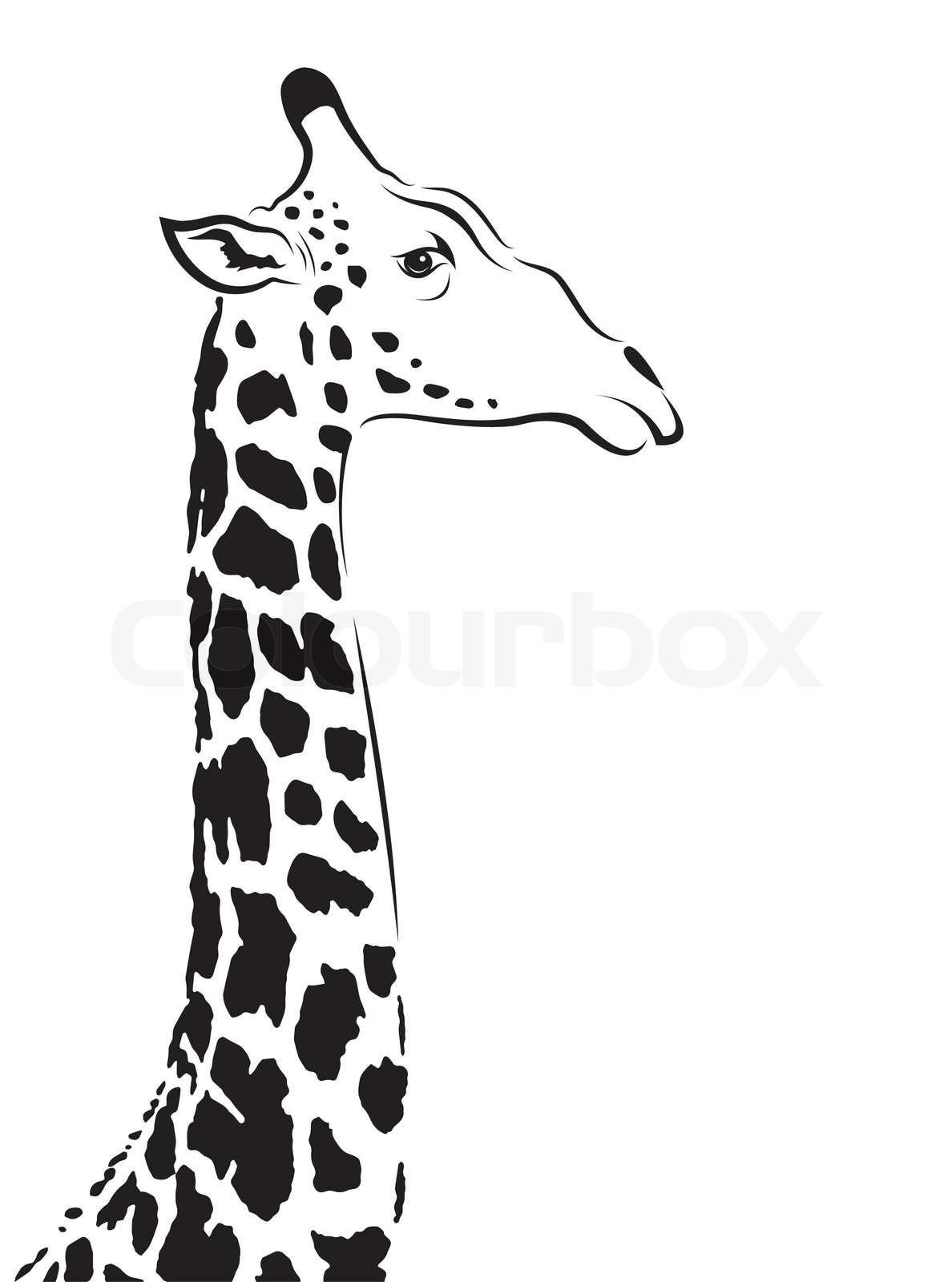 Vector image of an giraffe head | Stock vector | Colourbox
