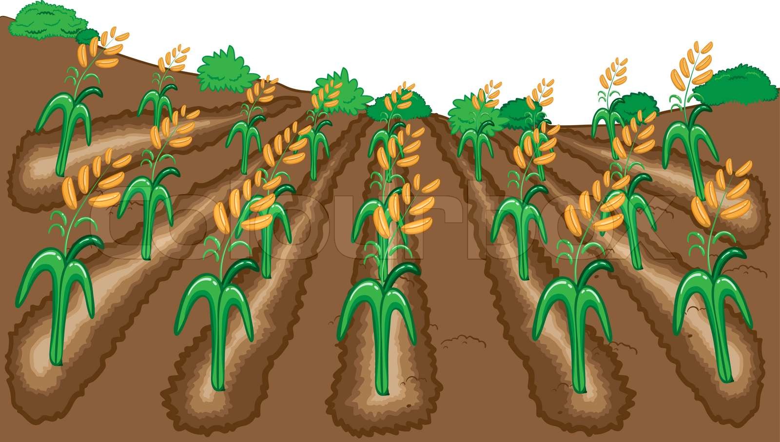 rohen Reis-Vektor-Illustration-Cartoon | Stock-Vektor | Colourbox