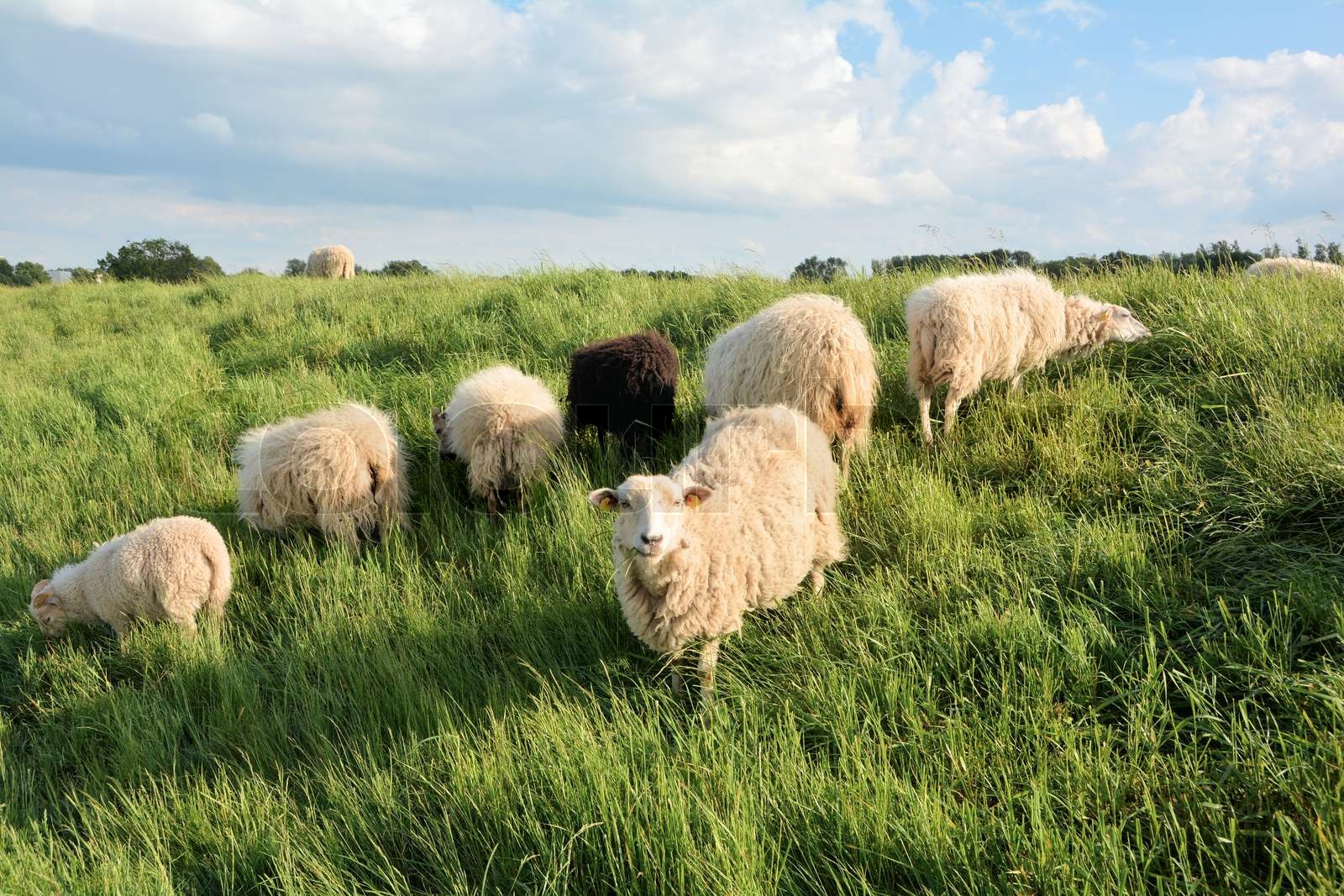 sheep in green grass | Stock image | Colourbox
