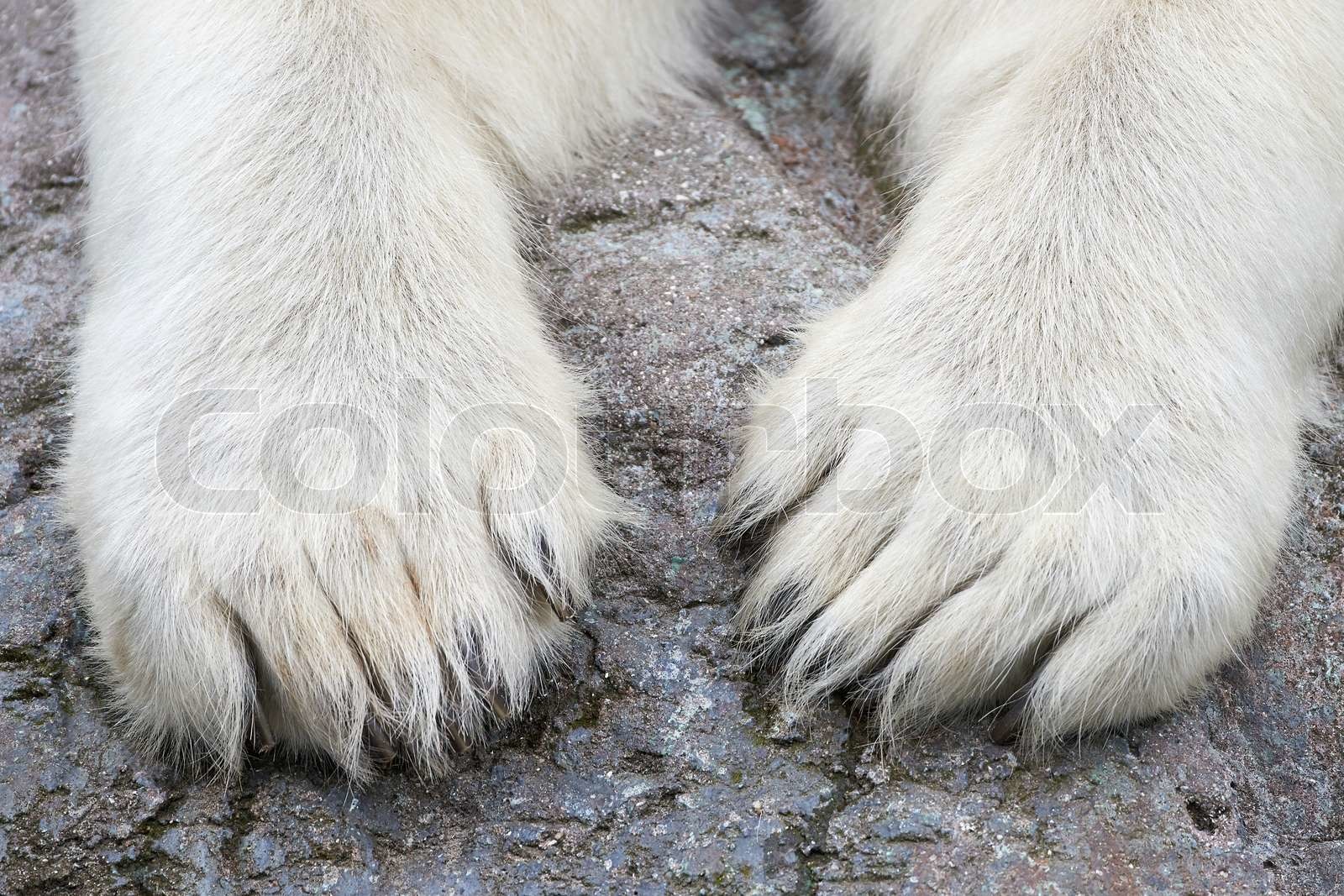 Paws of the Polar Bear (Ursus maritimus) | Stock image | Colourbox