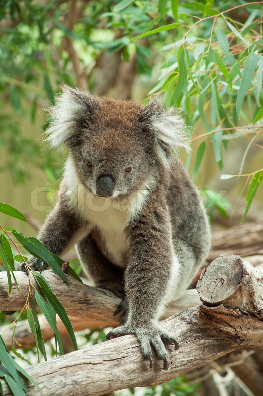 native Australian Koala | Stock image | Colourbox